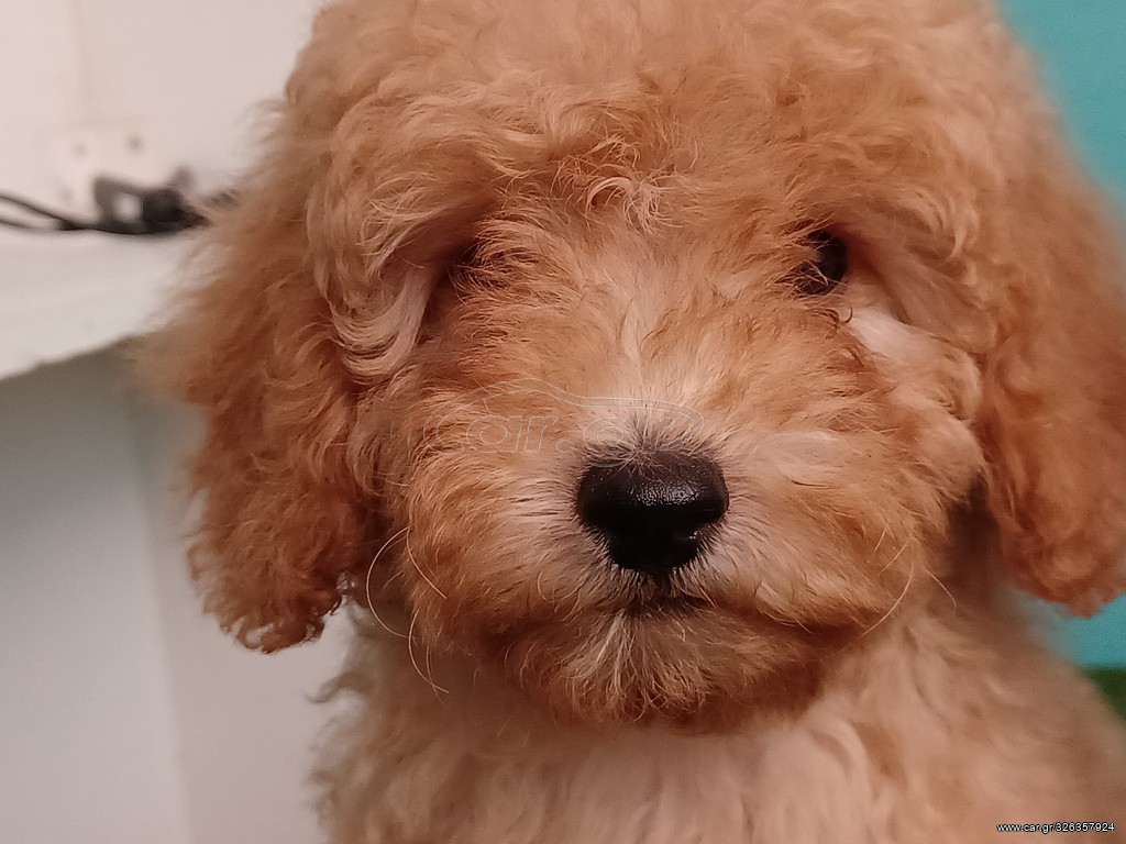 Car.gr - canis poodle καθαροαιμο