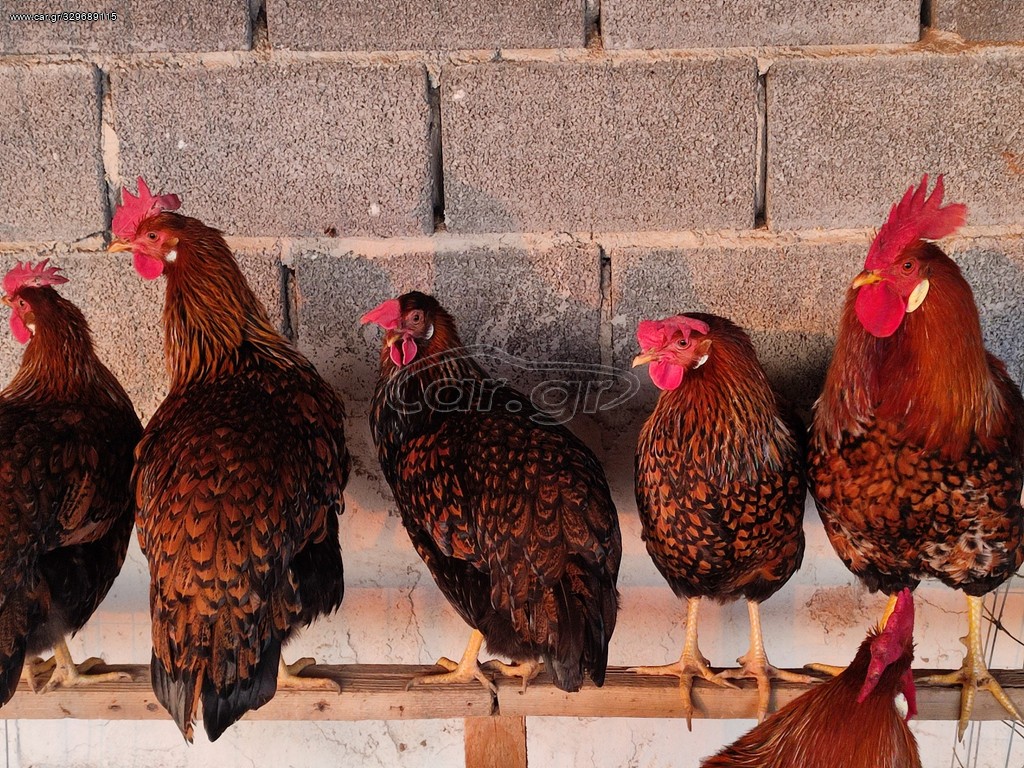 Car.gr - Αυγά Εκκόλαψης από την καθαρόαιμη ράτσα Golden Laced Leghorn