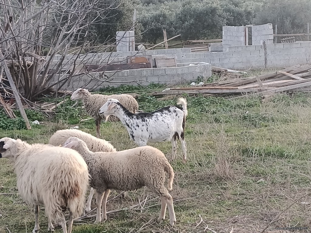 Car.gr - Πωλούνται 8 προβατα λακον! Γεννησανε Φλεβάρη
