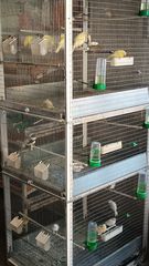Car.gr - Μικρές αγγελίες | καναρινια