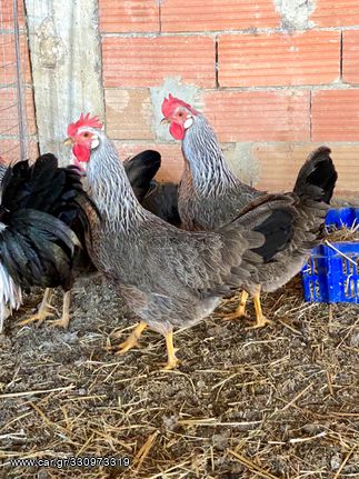 Car.gr - Silver Italianer (Leghorn) Αυγα για εκκολαψη