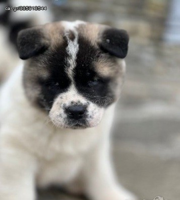 Car.gr - American akita