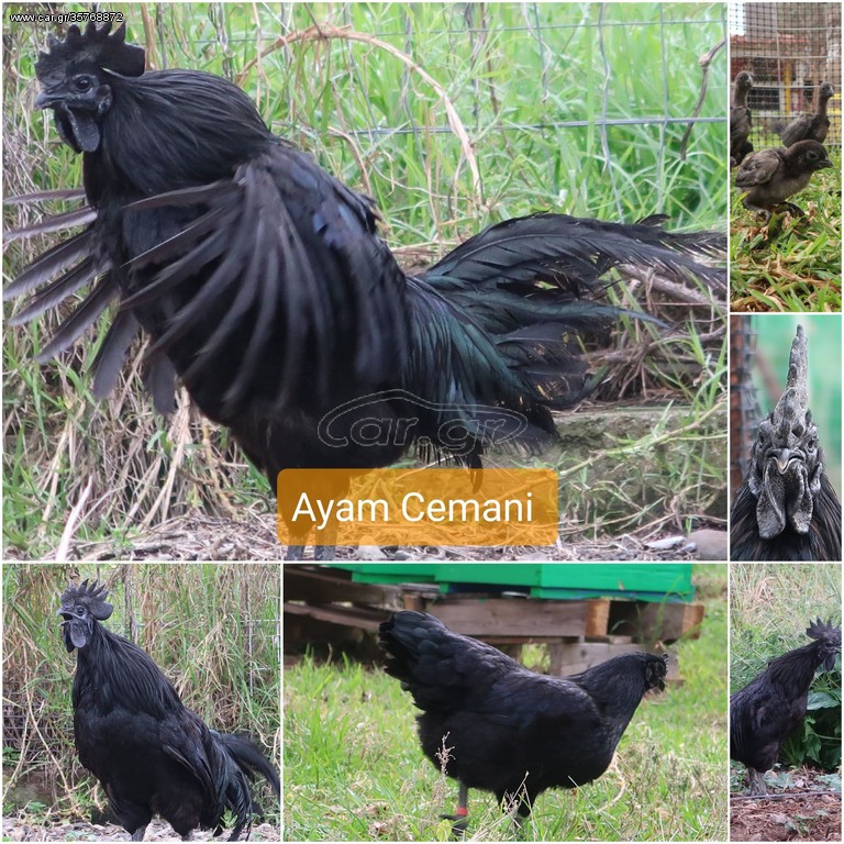 Car.gr - Ayam Cemani!!AΥΓΑ εκκόλαψης απο κοτες ελευθερας βοσκης!!AYAM ...