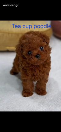 Car.gr - poodle tea cup 3 μηνών αρσενικό pedigree